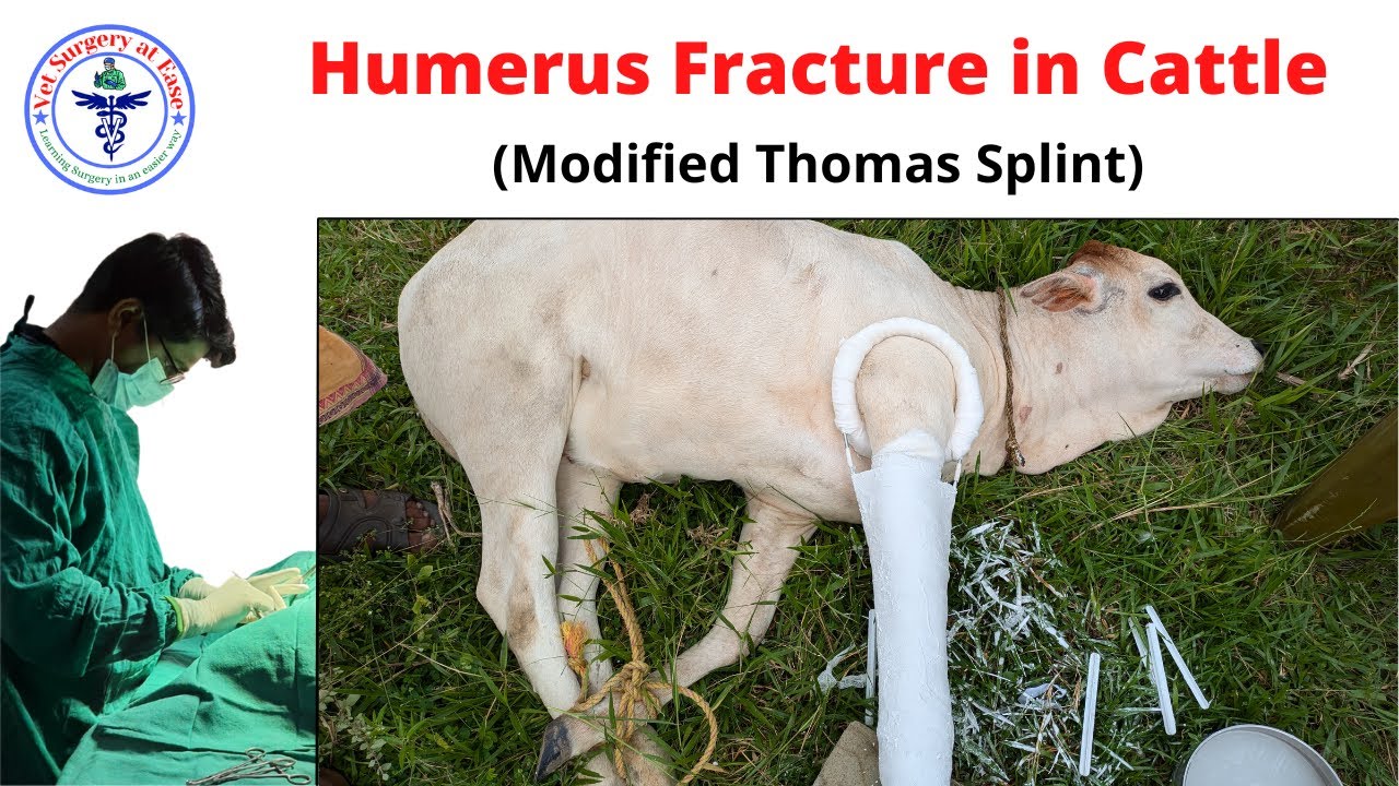 Humerus Fracture (Cattle) | LA Surgery 18 - YouTube