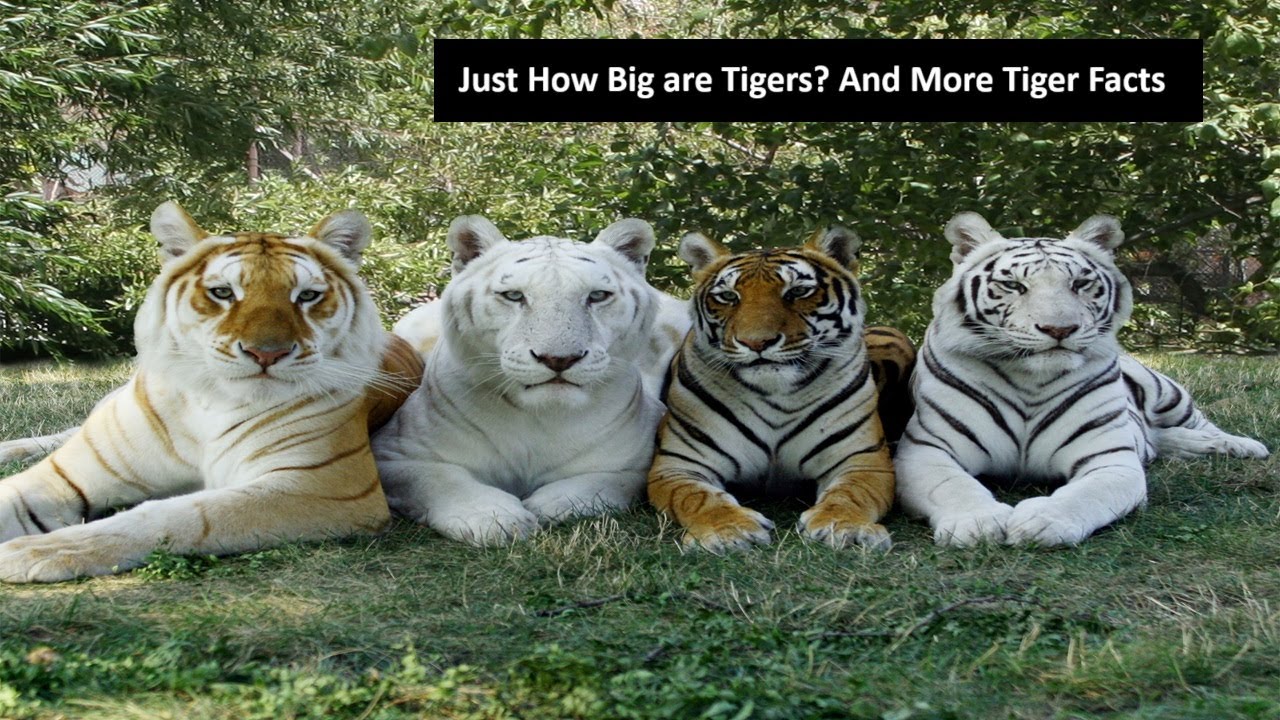 Just How Big are Tigers? And More Tiger Facts - YouTube