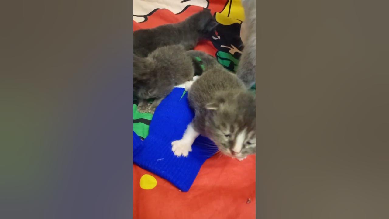 Котятки и Перчатки . - YouTube