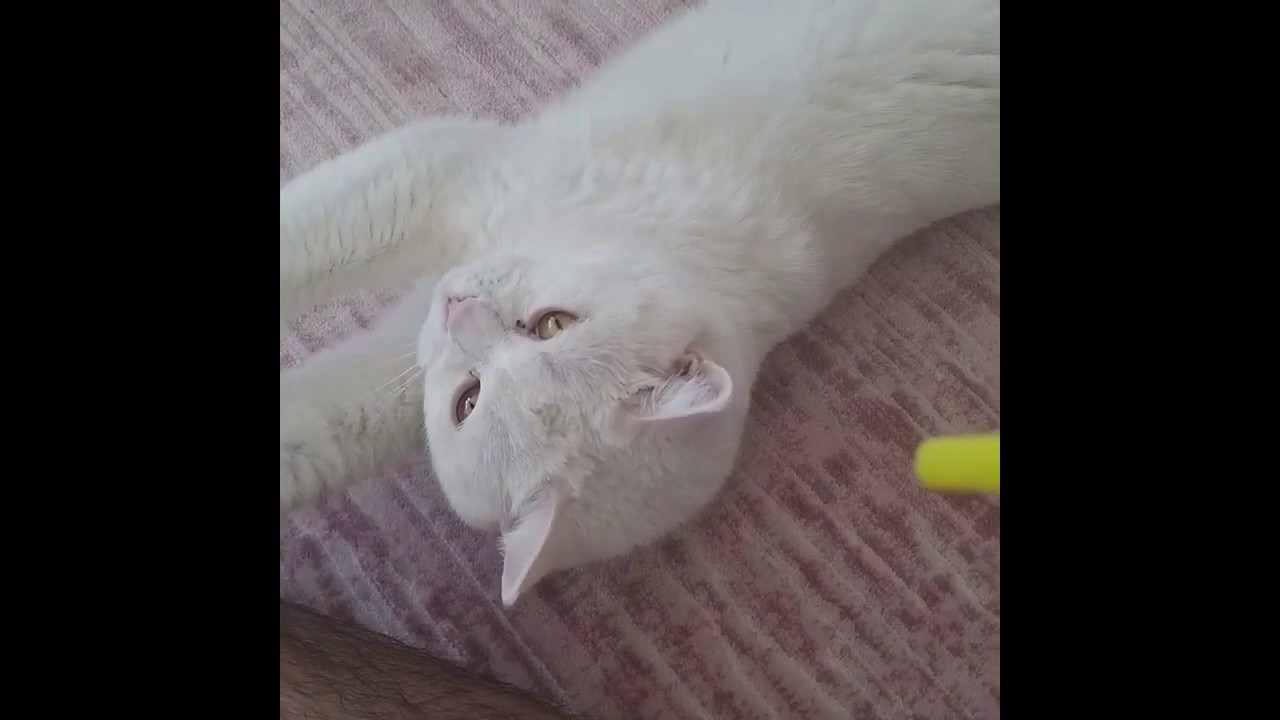 How can i entertain my cat with one drink pipette? Pleasant cat Efe ...