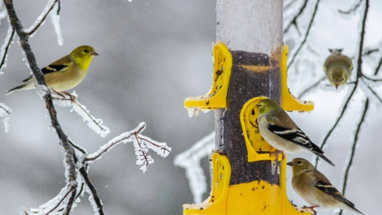 Michigan Wildlife Council winter wildlife on Live in the D - YouTube