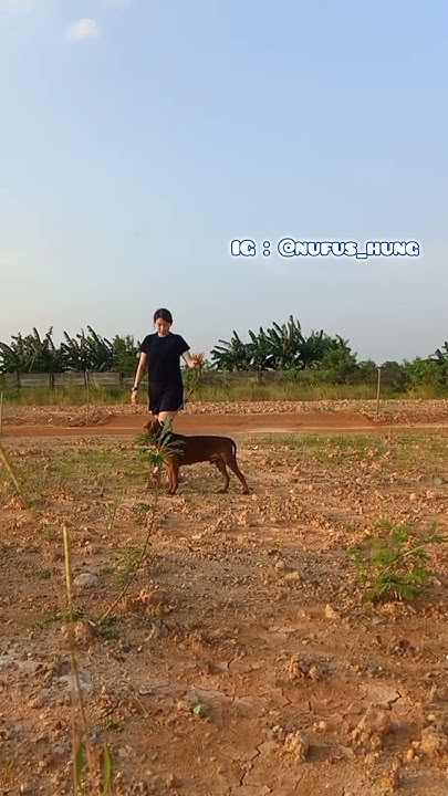 cici cantik bermain bersama anjing GANAS | cewek sombong dan si pitbull tampan berbulu coklat ...