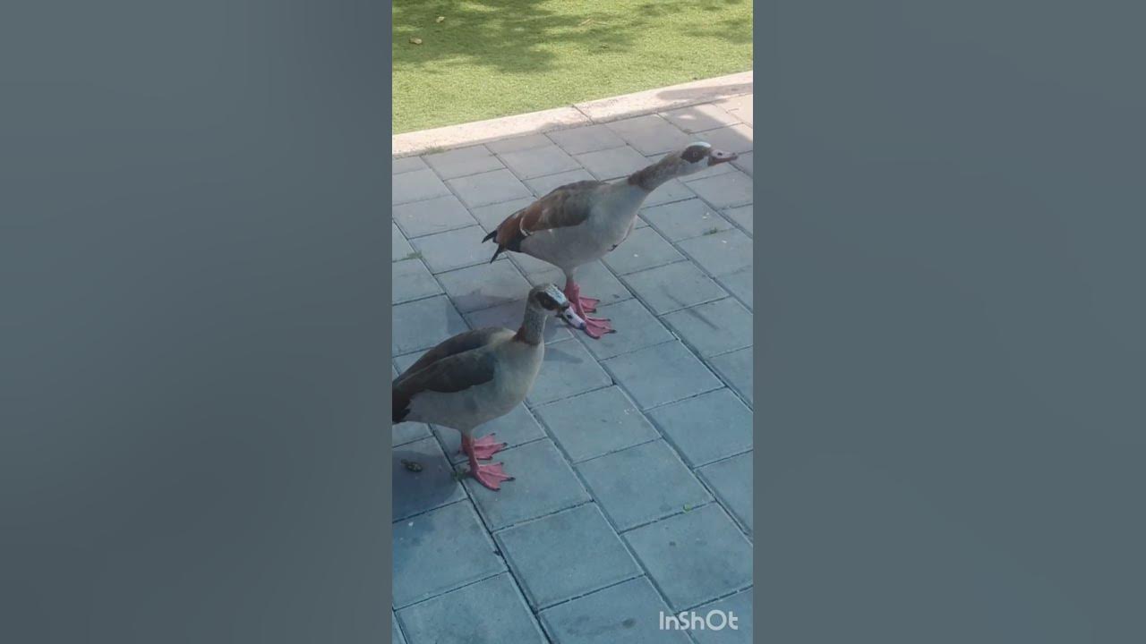 2 весёлых гуся - YouTube