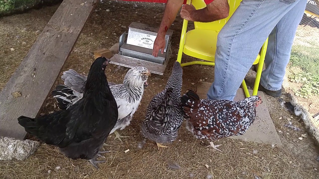 New chicks - 18 weeks old. Waiting for our first egg!! - YouTube