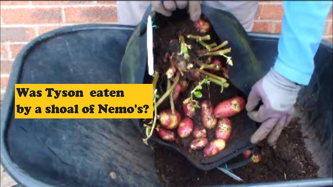 Grow Potatoes Tyson v Nemo Two big hitters in the same bag. This is a ...