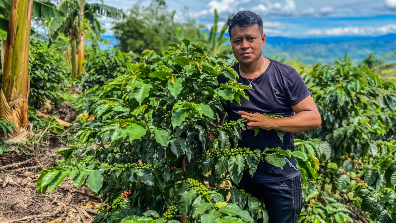 Así Avanza La Cosecha Para El Departamento Del Huila “Colombia” - YouTube