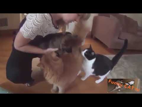 Cats and Dogs Meeting Each other For The First Time - YouTube