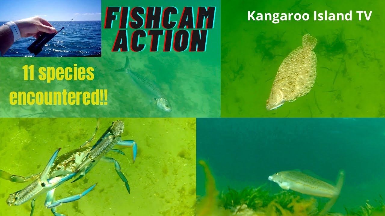 Fishcam underwater action: whiting fishing on Kangaroo Island - YouTube