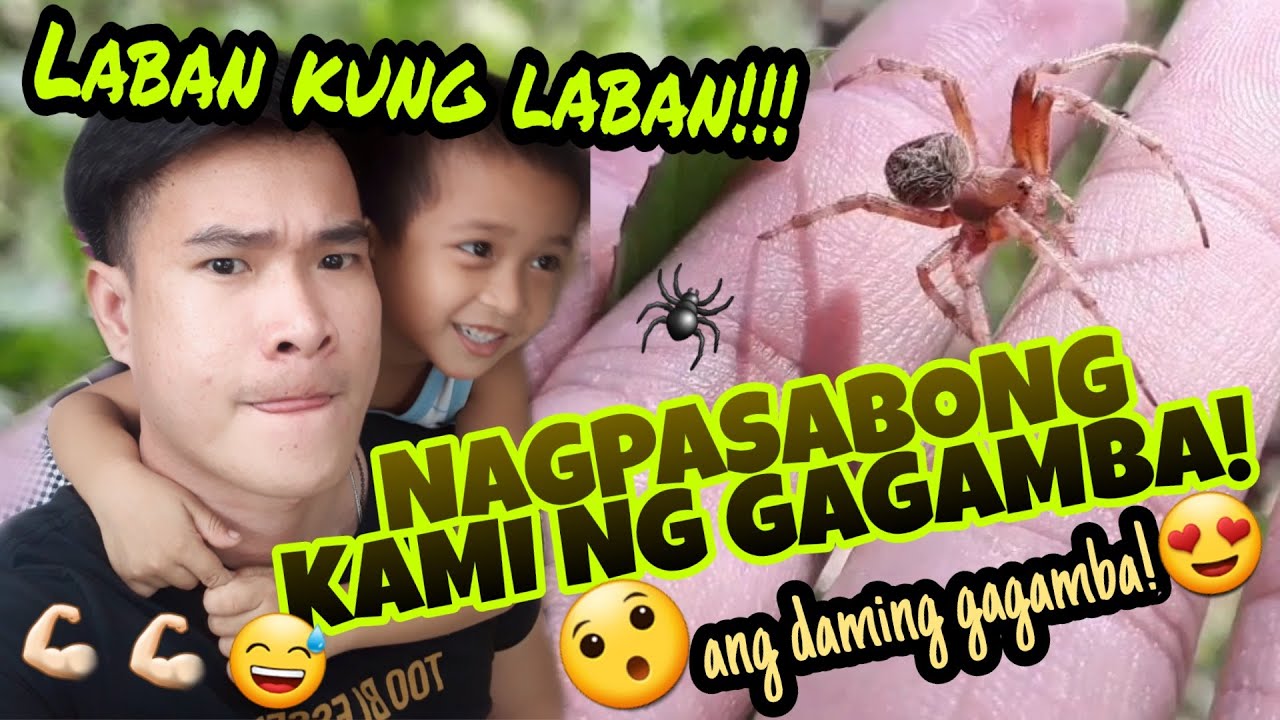 Nanghuli ng Ibat-ibang uri ng Gagamba at Nagpasabong ng Gagamba | Buhay ...