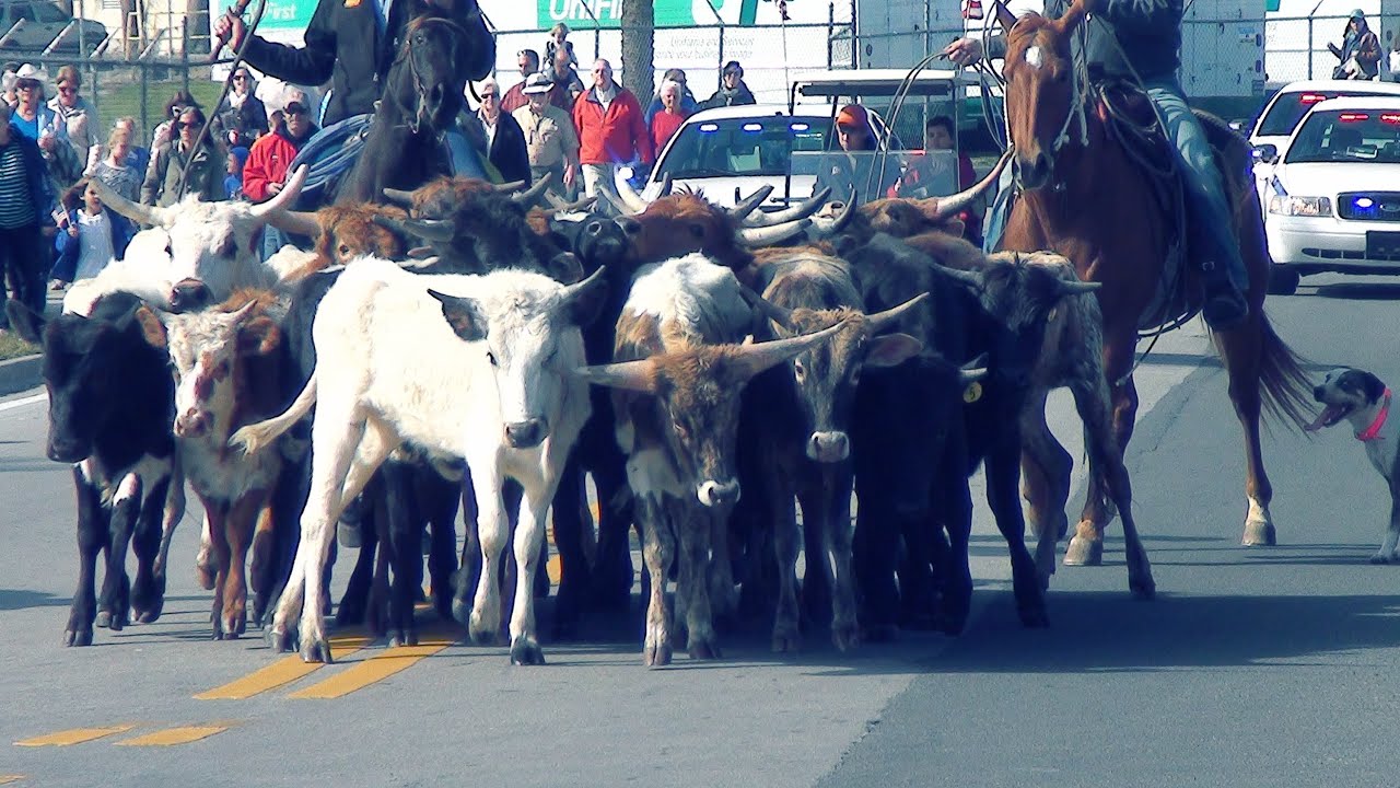 Sights and Sounds from the 3rd Annual Cracker Cattle Drive and Cowboy ...