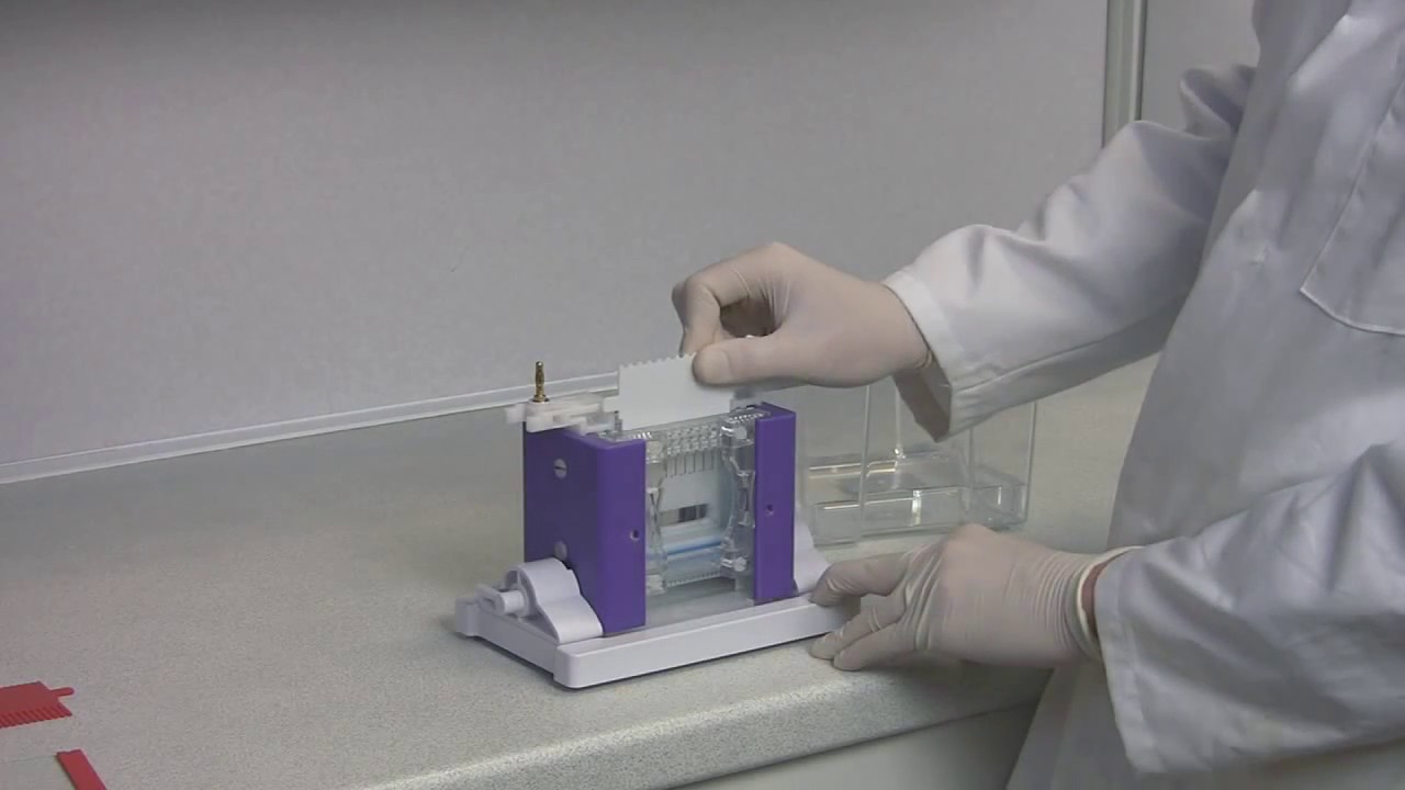 Cleaver Scientific Vertical Electrophoresis - YouTube