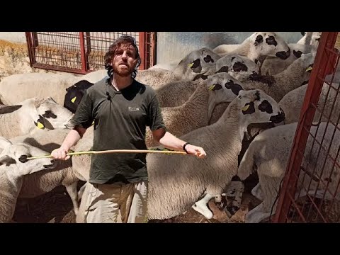 La OVEJA OJALADA, una raza en PELIGRO CRÍTICO de extinción - YouTube