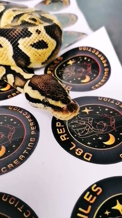 Ball python hatchling - YouTube