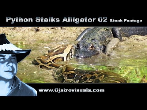 Python Stalks Alligator 02 Stock Footage