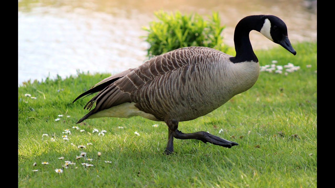 Canada Goose Eating & Enjoying on a Bright Sunny day - 4 Hour CAT TV ...