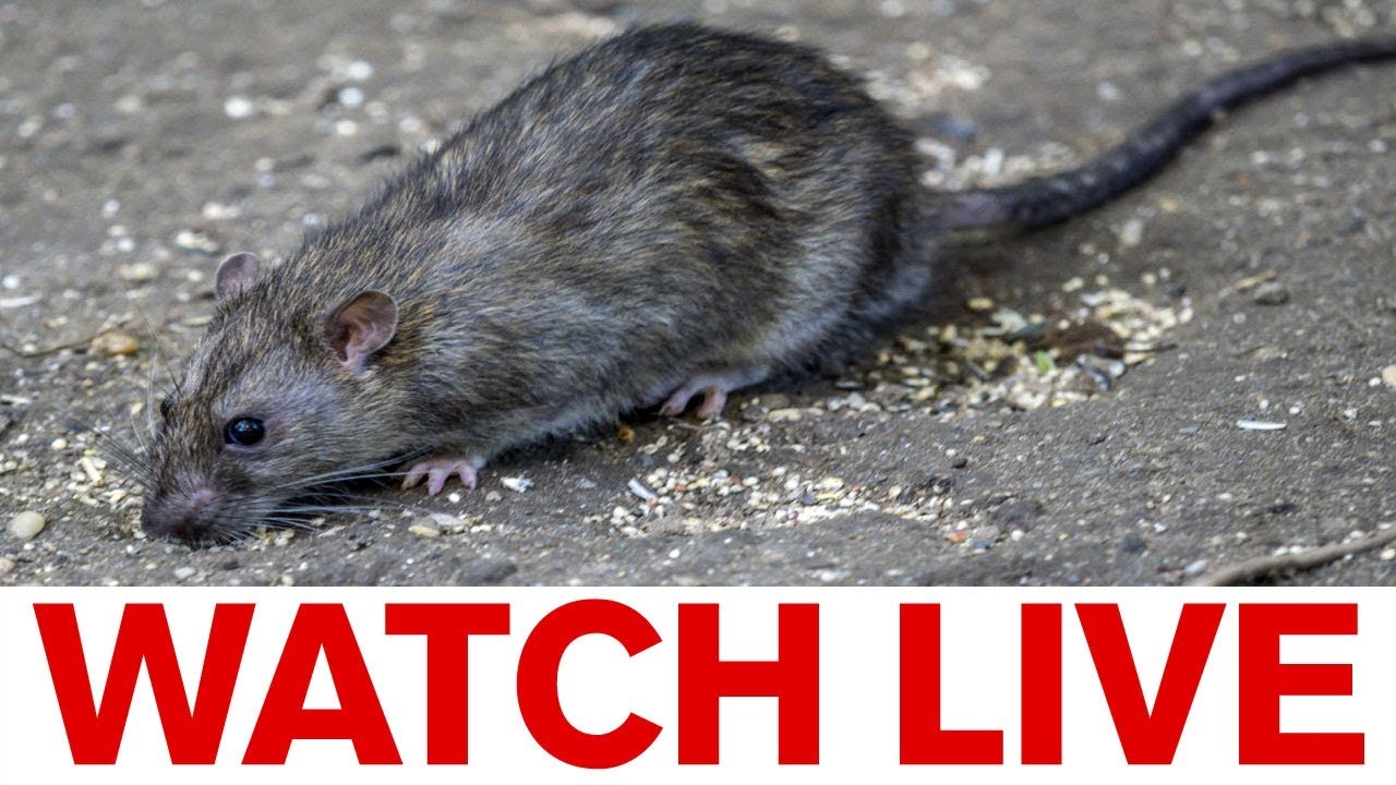 Briefing/update on Brooklyn rat infestation - YouTube