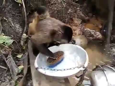 Bulaşık Yıkayan Maymun  hayvan belgesel komik hayvanlar sakar yavru anne şempaze goril  king kong