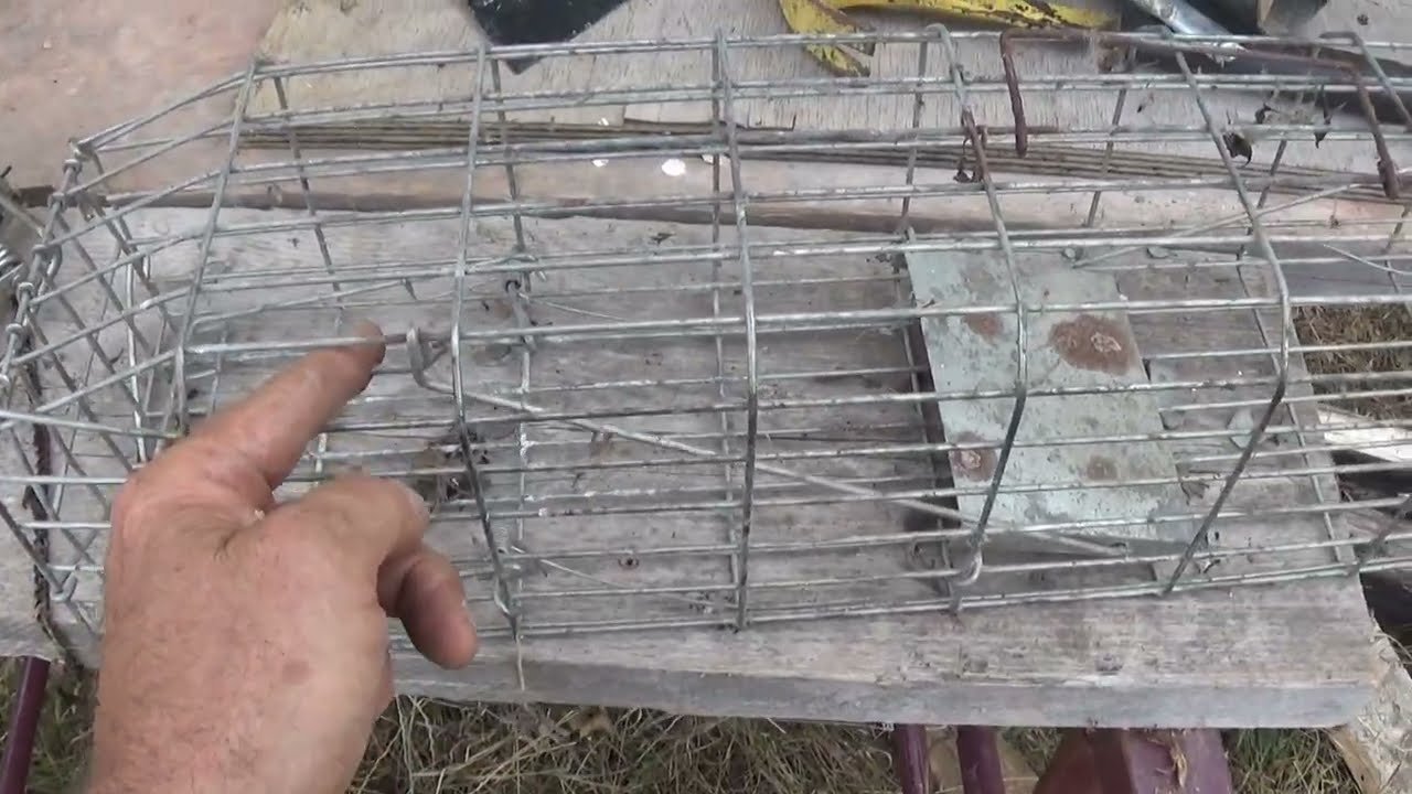 Setting a Double ended walk through trap - YouTube