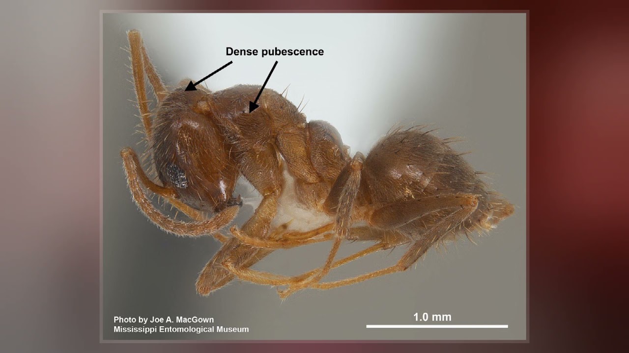 Rasberry Crazy Ant - YouTube