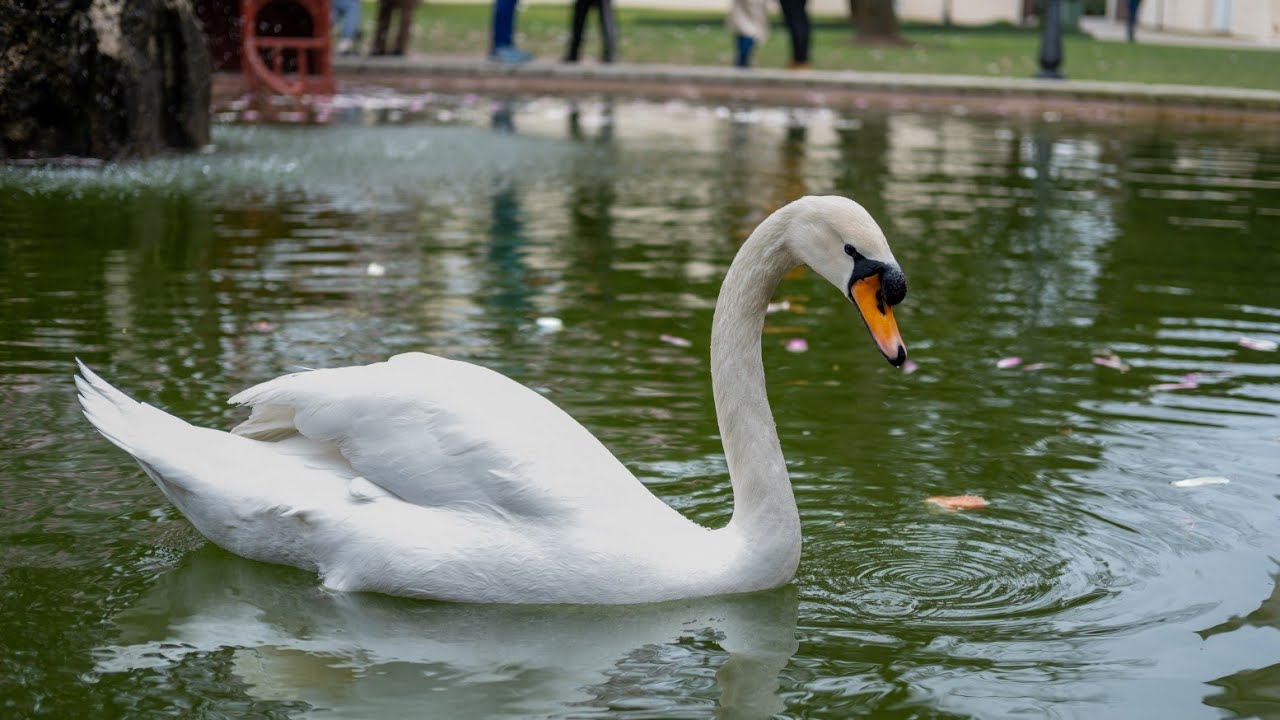 AnimaL ~ SWAN # Angsa ••👻👻👻 - YouTube