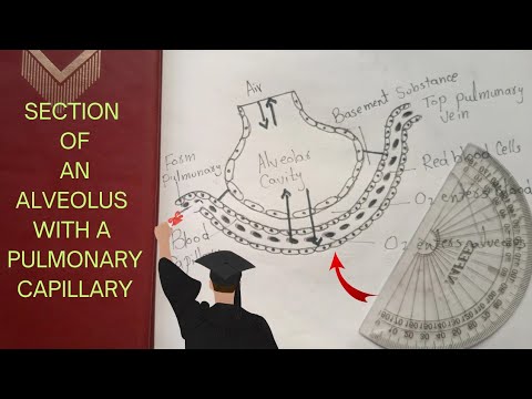 Easy Drawing: Alveolus & Pulmonary Capillary | D-Scale Tutorial - YouTube