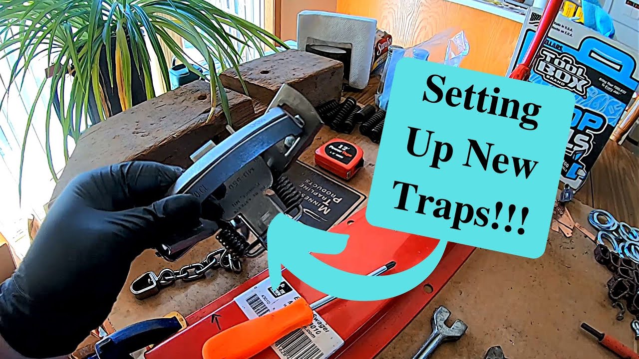 In The Fur Shed - Setting Up Coyote Traps - YouTube