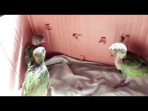 Parrot. Baby. Food - YouTube