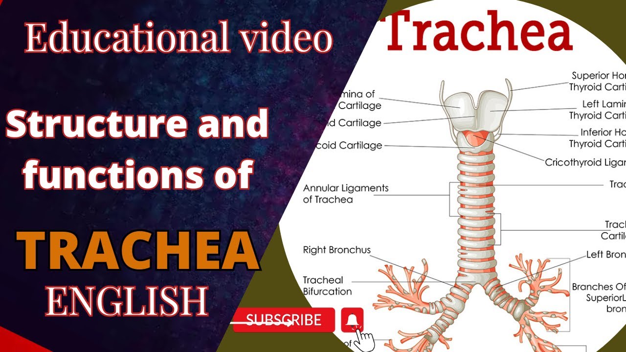 Anatomy and physiology of trachea in English | Structure and functions ...
