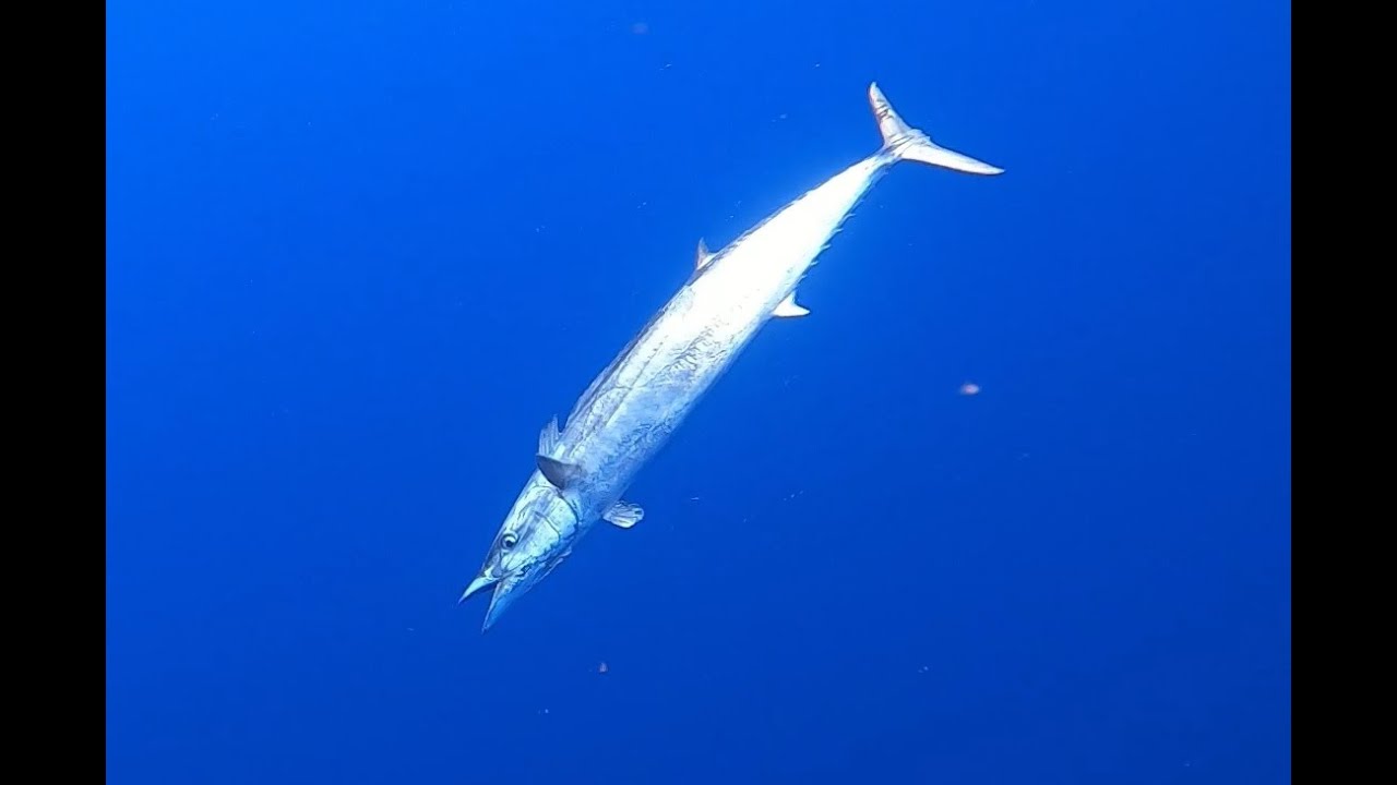 Hawaii Kayak Fishing: Trolling Live Opelu for Wahoo - YouTube