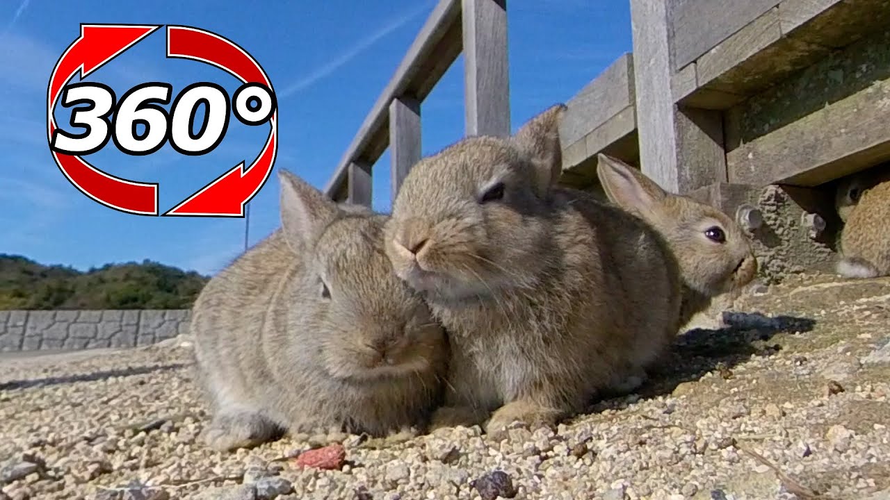 VR 360° | There are so many cute baby rabbits! - YouTube