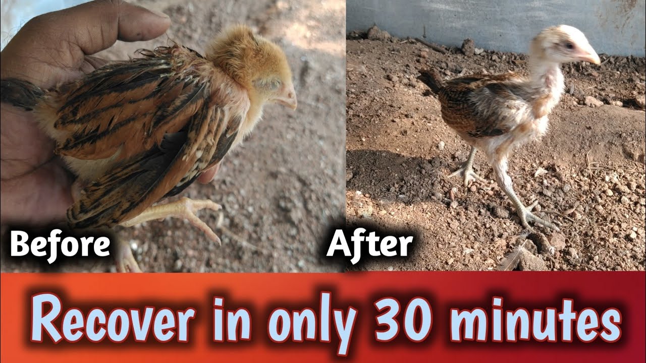how to recover weak chicken chicks||మునిగడ పట్టిన కోడి పిల్లల్ని ఎలా ...
