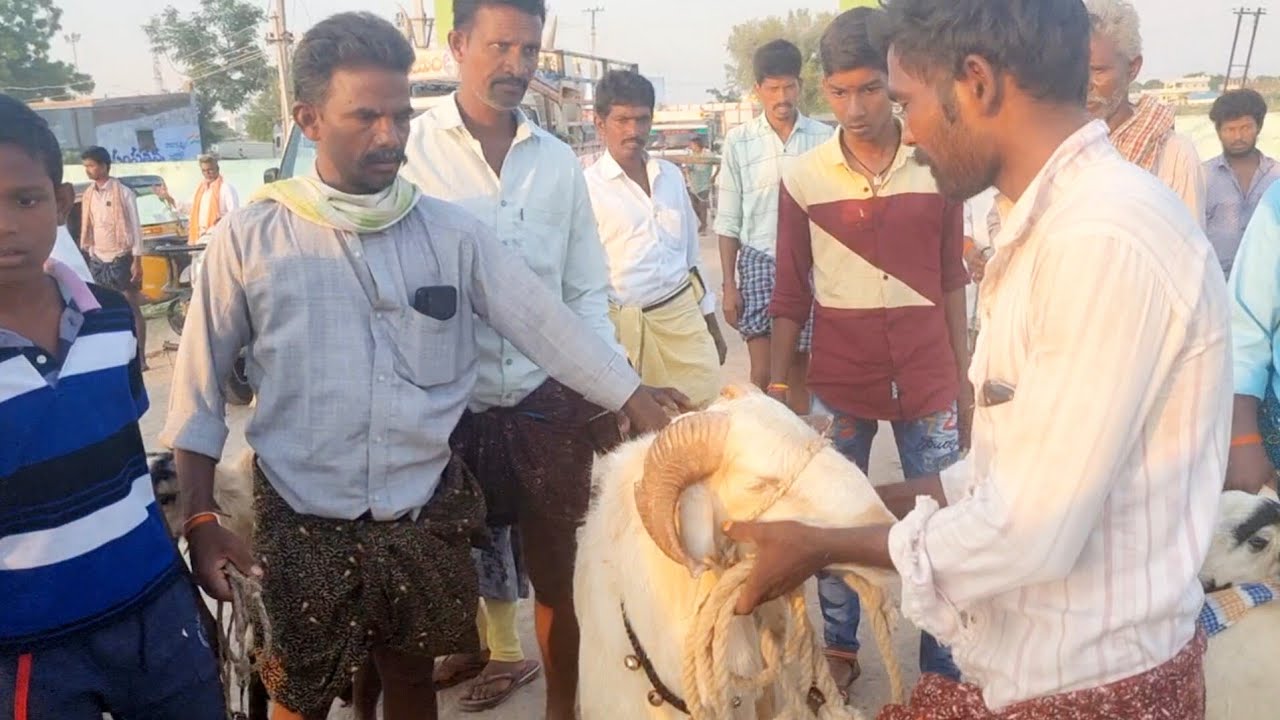 అయిజ సంతలో పెద్ద సైజ్ విత్తనపు పొట్టేలు రేటు-ieeja sheep market-ieeja ...