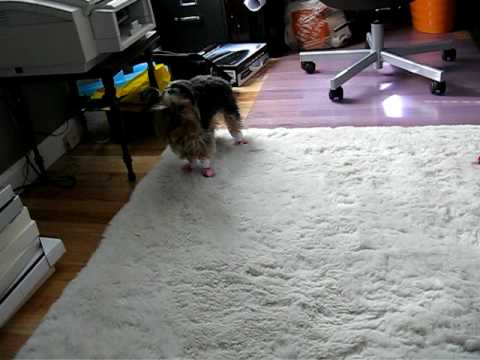 Teacup Yorkie in Booties... - YouTube