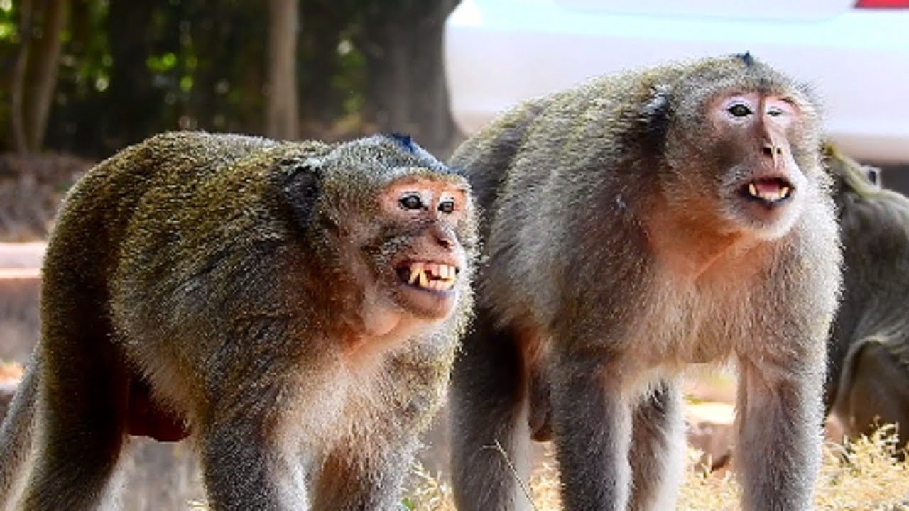 Poor Jolly Rolls! Balu fight old Jolly Rolls seriously while adult swim ...