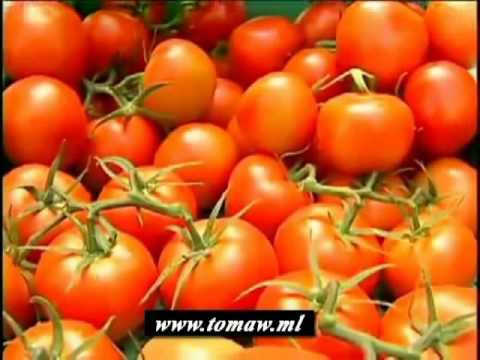 Alabas ve domates ithalatçi toptan satis tedarikçi ihracatçi