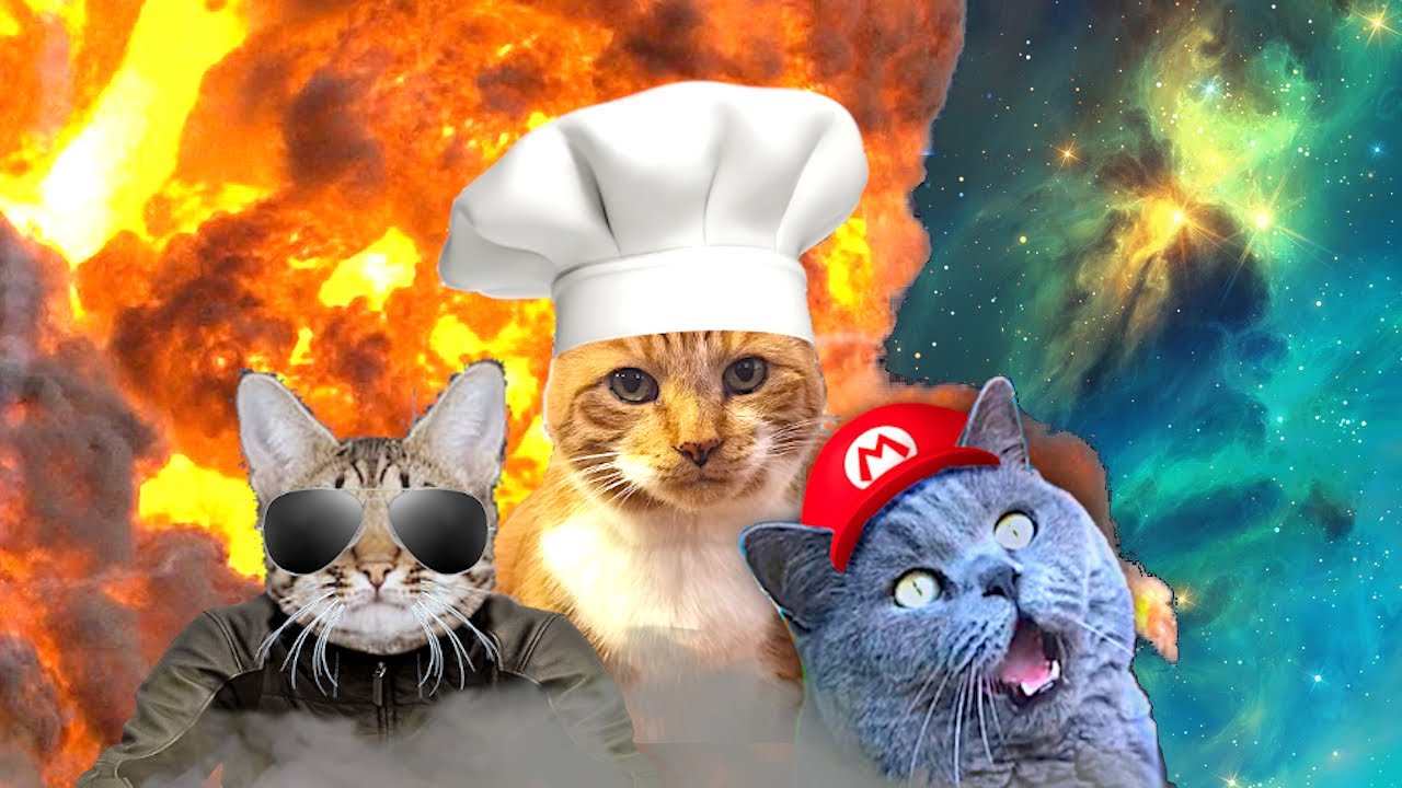 This Is Our Crazy Cats | Channel Trailer - YouTube