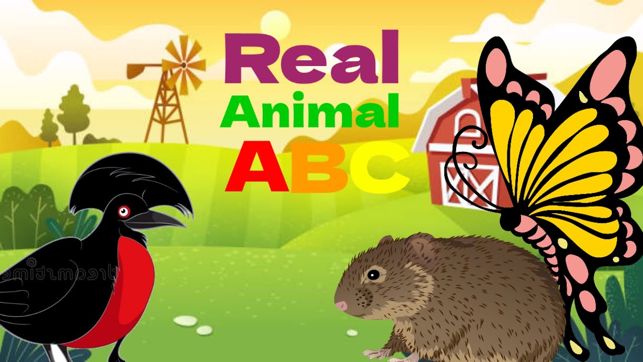 Real Animal Alphabet - YouTube