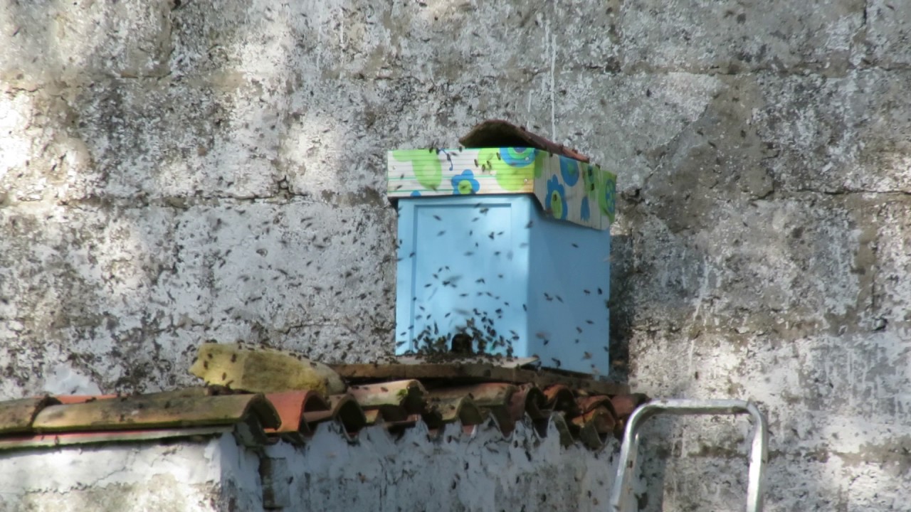 Bee swarm arriving in a nuke - YouTube