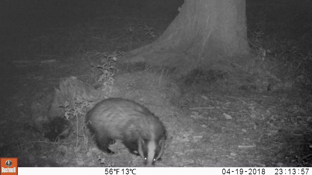 Badger enjoying some nuts and a custard cream - YouTube