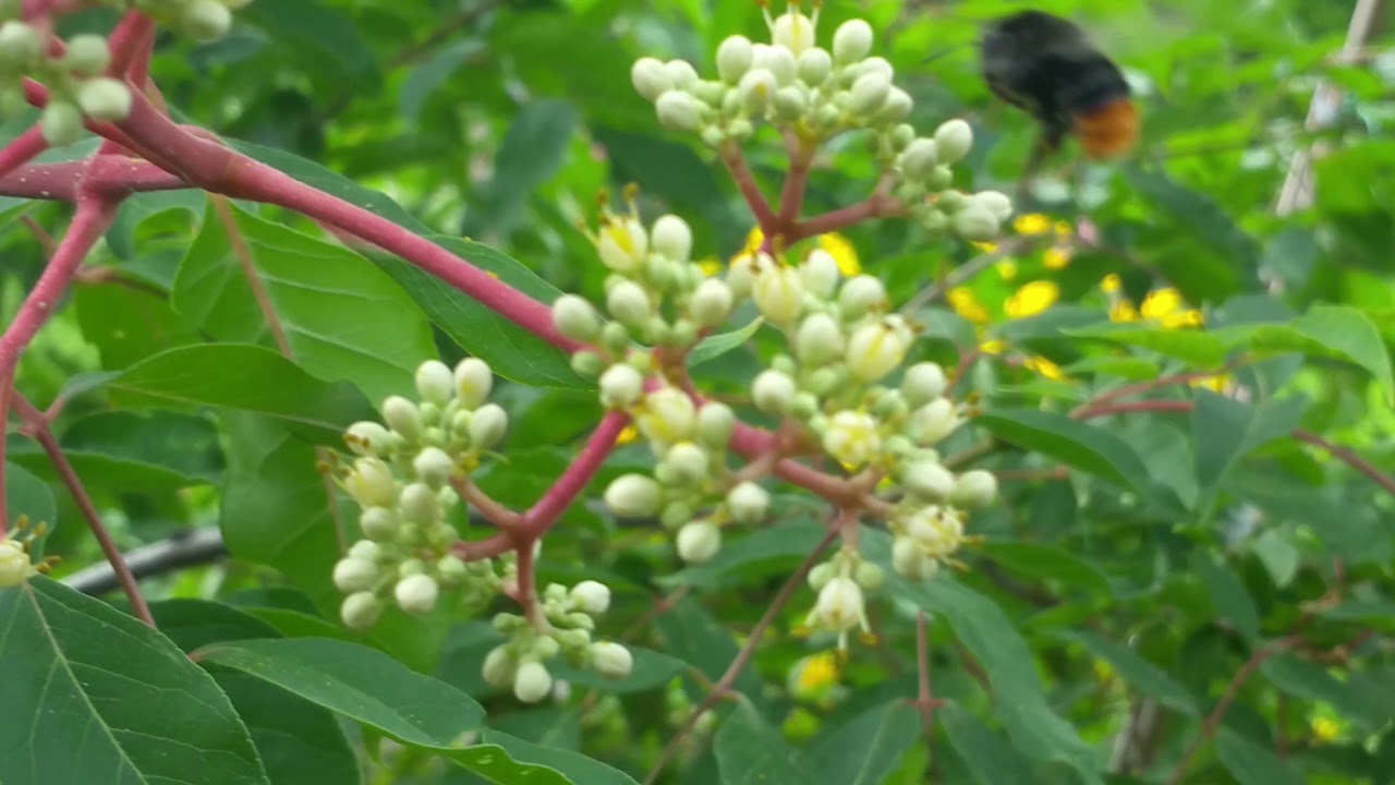 Visit to the bee tree - YouTube