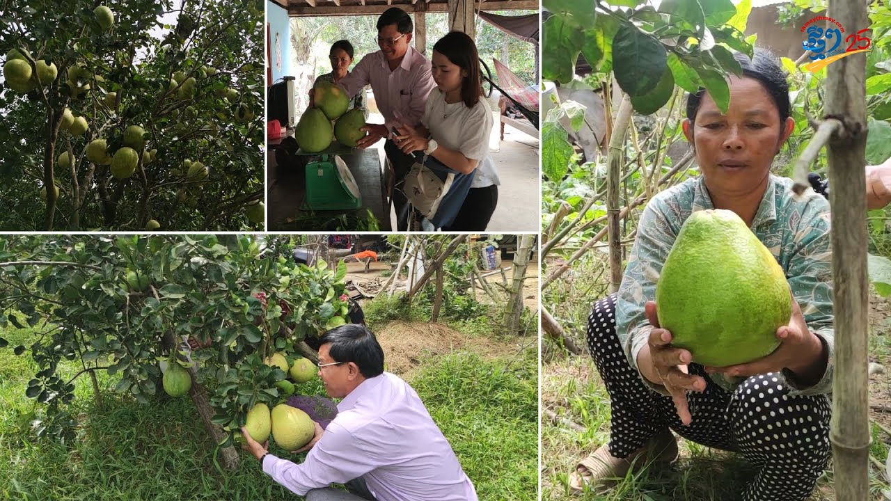 អ្នកស្រី សុខ ហ៊ី រកចំណូលបានមួយចំនួនជួយគ្រួសារ ...