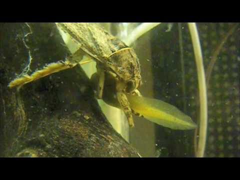 Giant Water Bug Eating Tadpole - YouTube