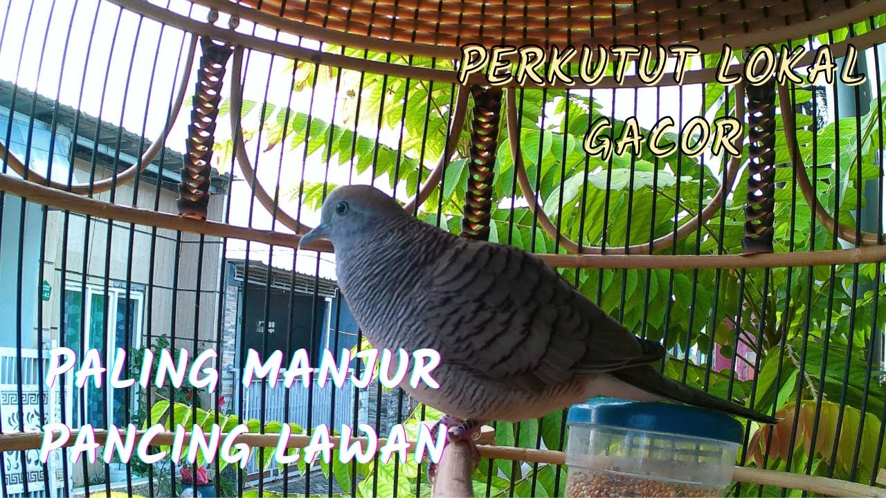 Kutut lokal asli alam, terbukti manjur bikin perkutut lain cepat nyaut ...