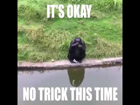 how to trick a monkey discord meme - YouTube