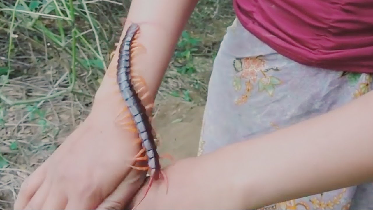 Awesome Girl Find Centipede cook on rock ,Women eating delicious ...