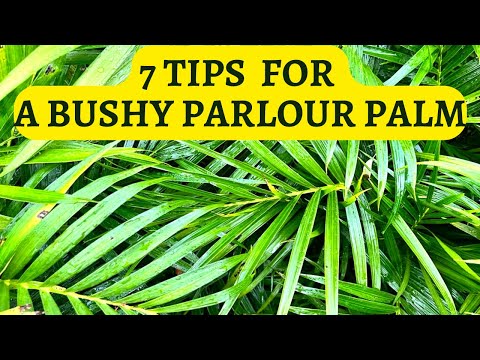 Can Aphids Infest Parlor Palm