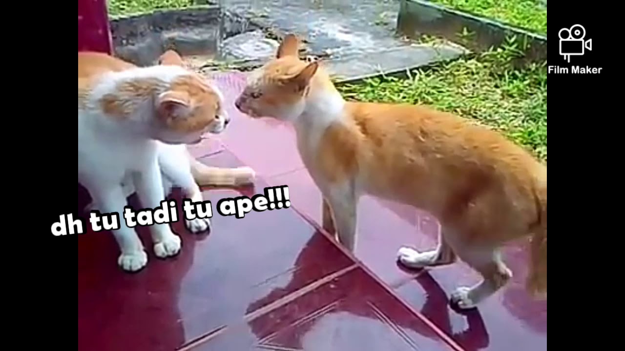 Kucing gaduh:Pertempuran di antara dua ekor kucing oren - YouTube