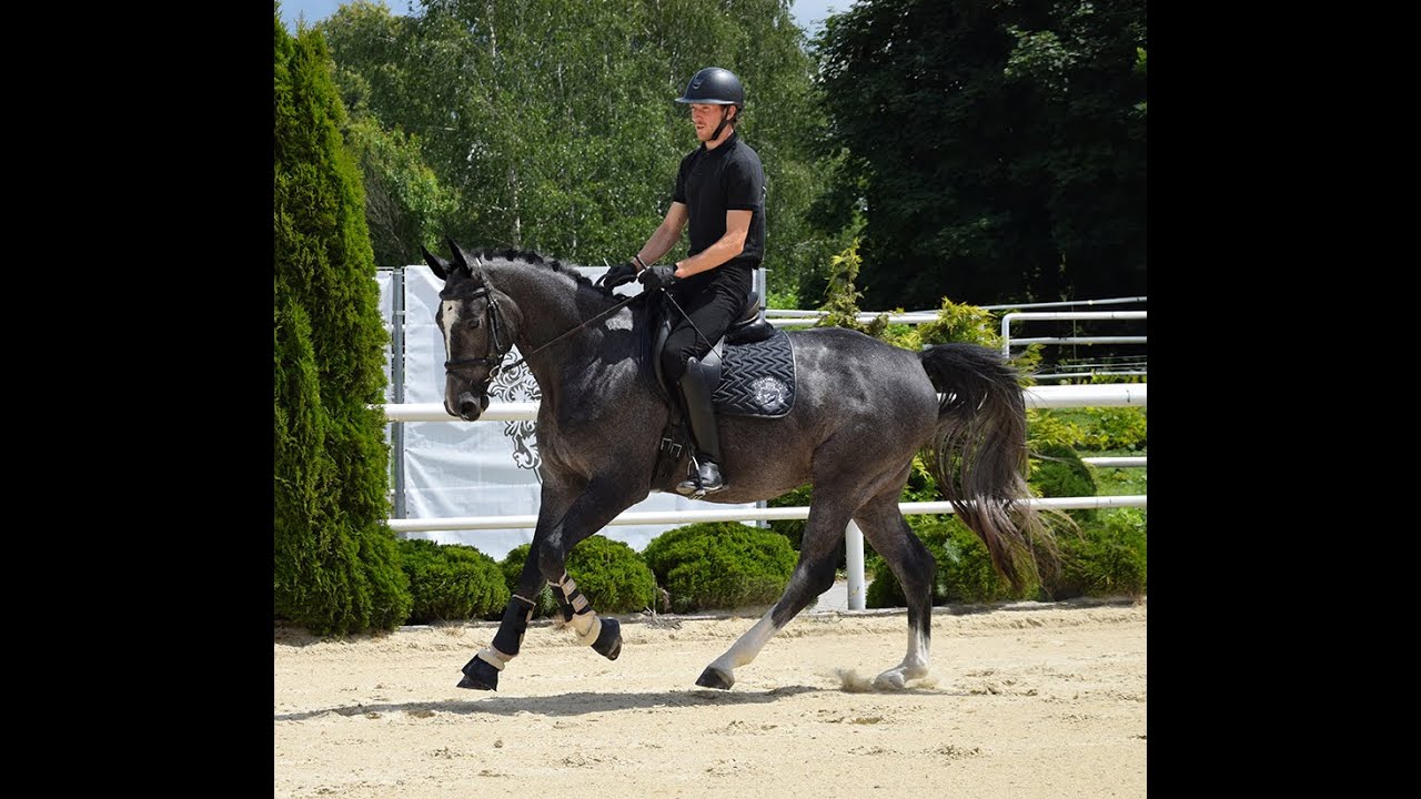 Chacco Classic, gelding born 2021 by Chacoon Blue /Clase VDL ...