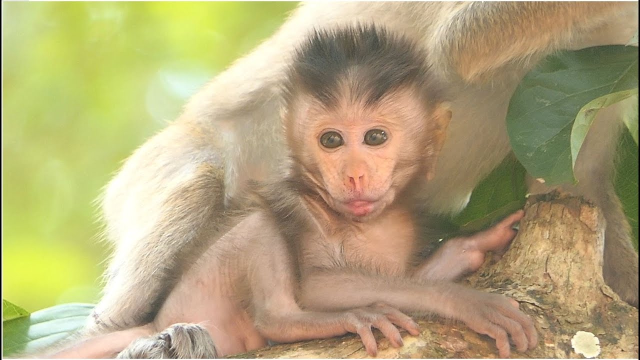 Welcome Back To Lovely Monkey Pre Record Live Showing My Total Update ...