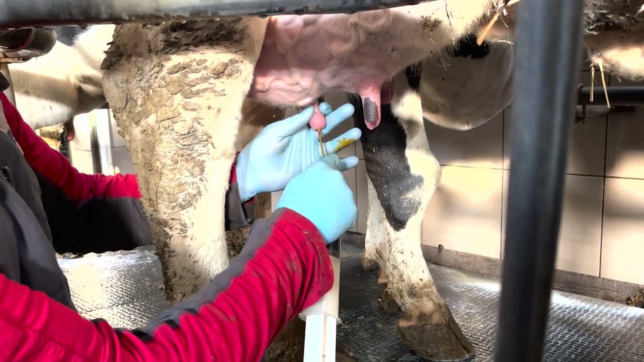 Feeding Cows Silage Machine, Injection of Iodine into Cow's Udder ...